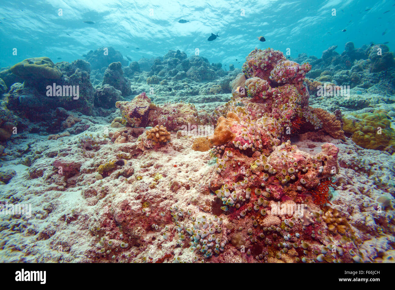 Maldives Colorful Tropical Coral Reef Landscape Stock Photo - Alamy