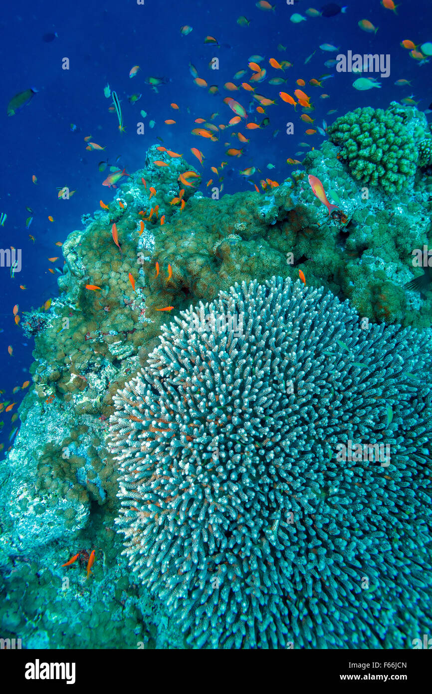 Maldives Colorful Tropical Coral Reef Landscape Stock Photo - Alamy