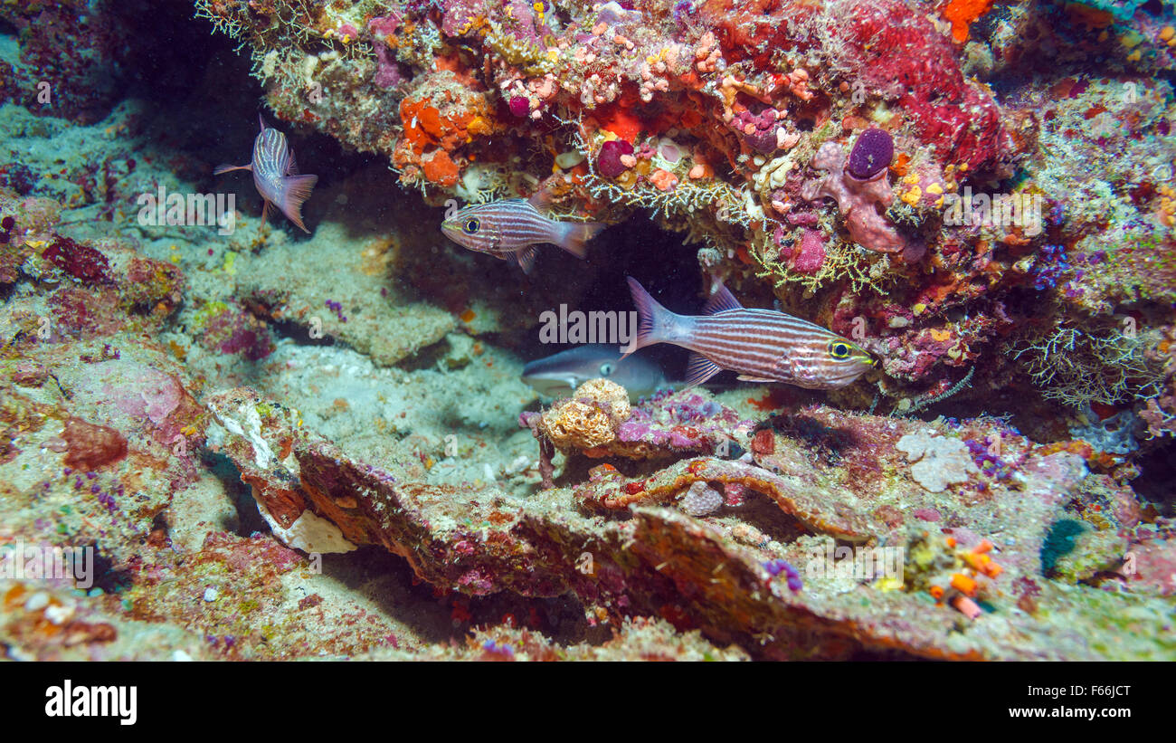Red Tropical Fishes and Nurse Shark near Coral Reef, Maldives Stock ...