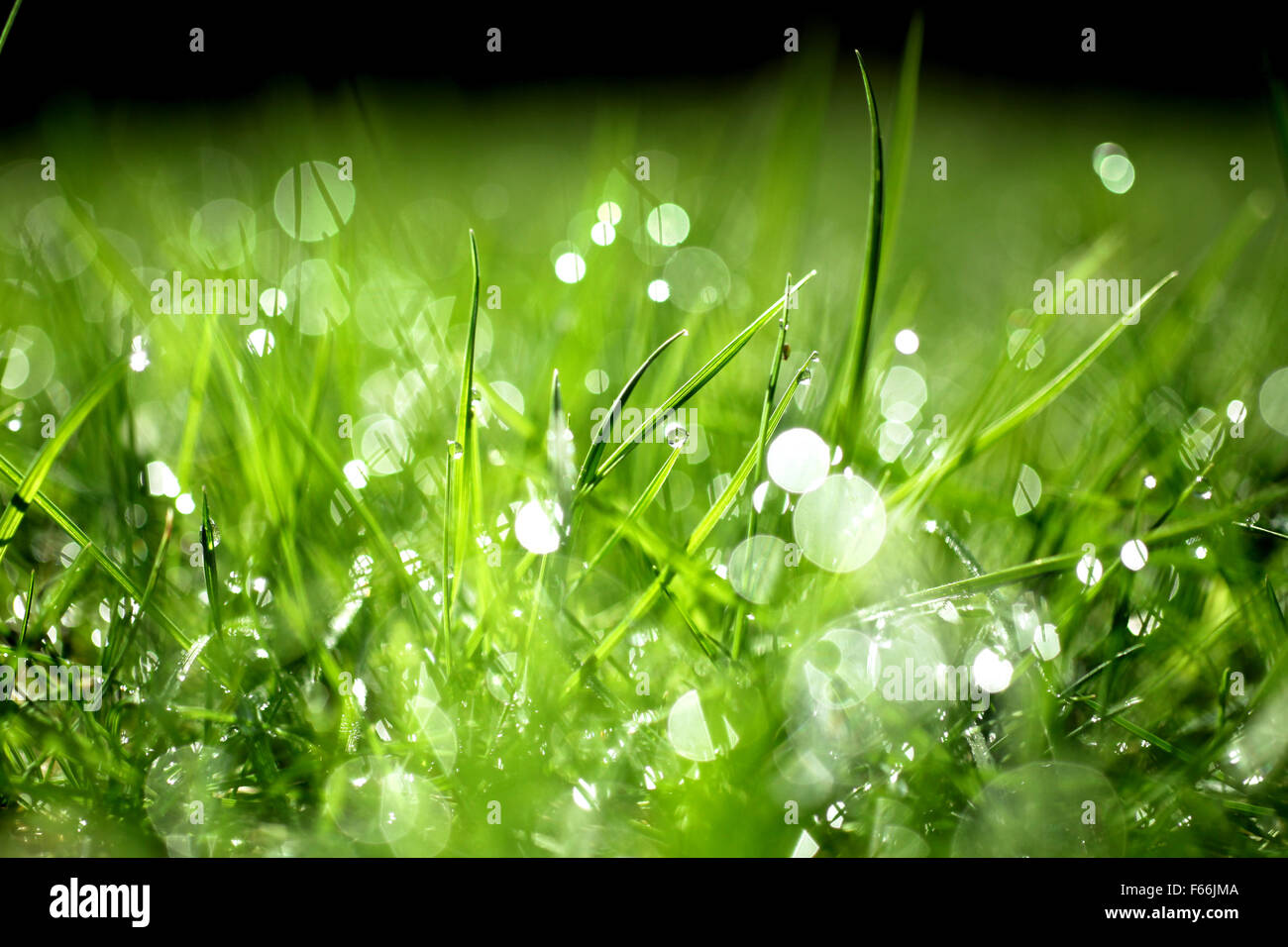 Lush green spring grass background Stock Photo - Alamy