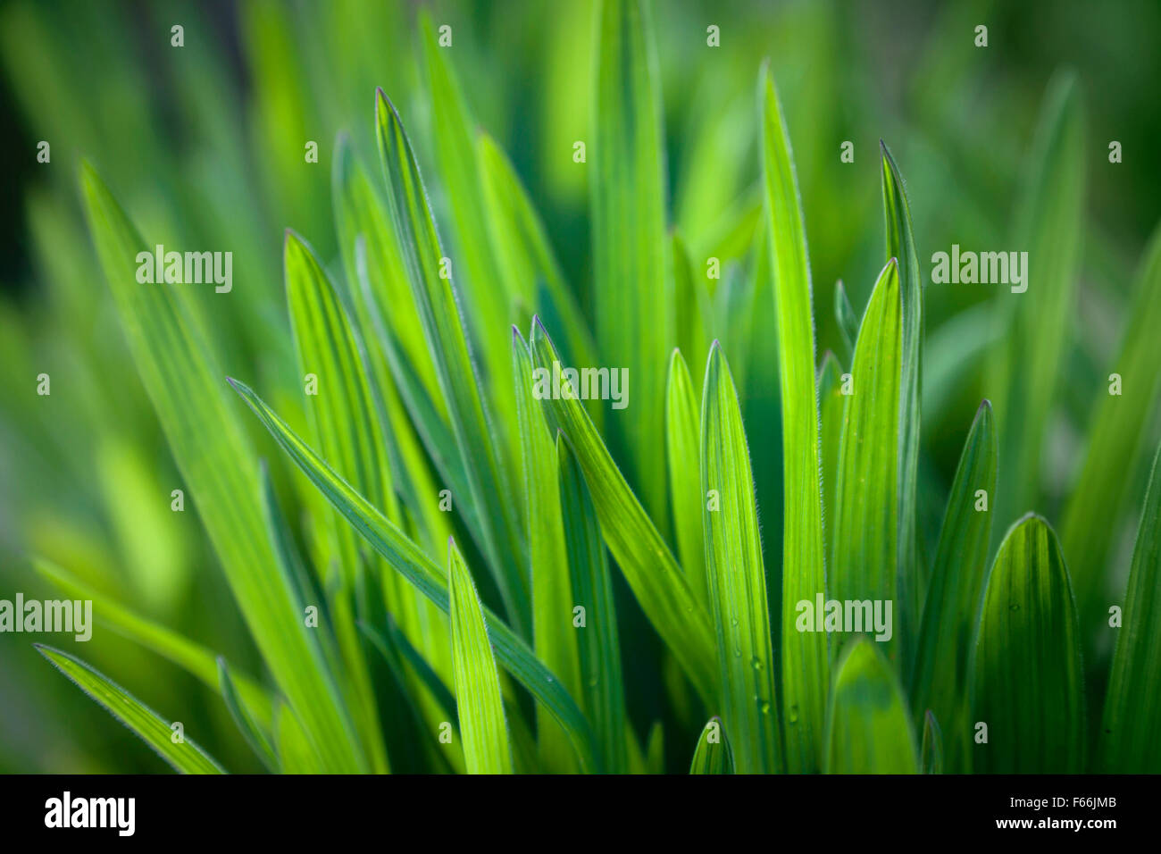 Lush green spring grass background Stock Photo - Alamy