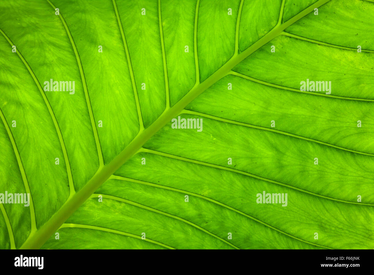 Green leaf background Stock Photo - Alamy