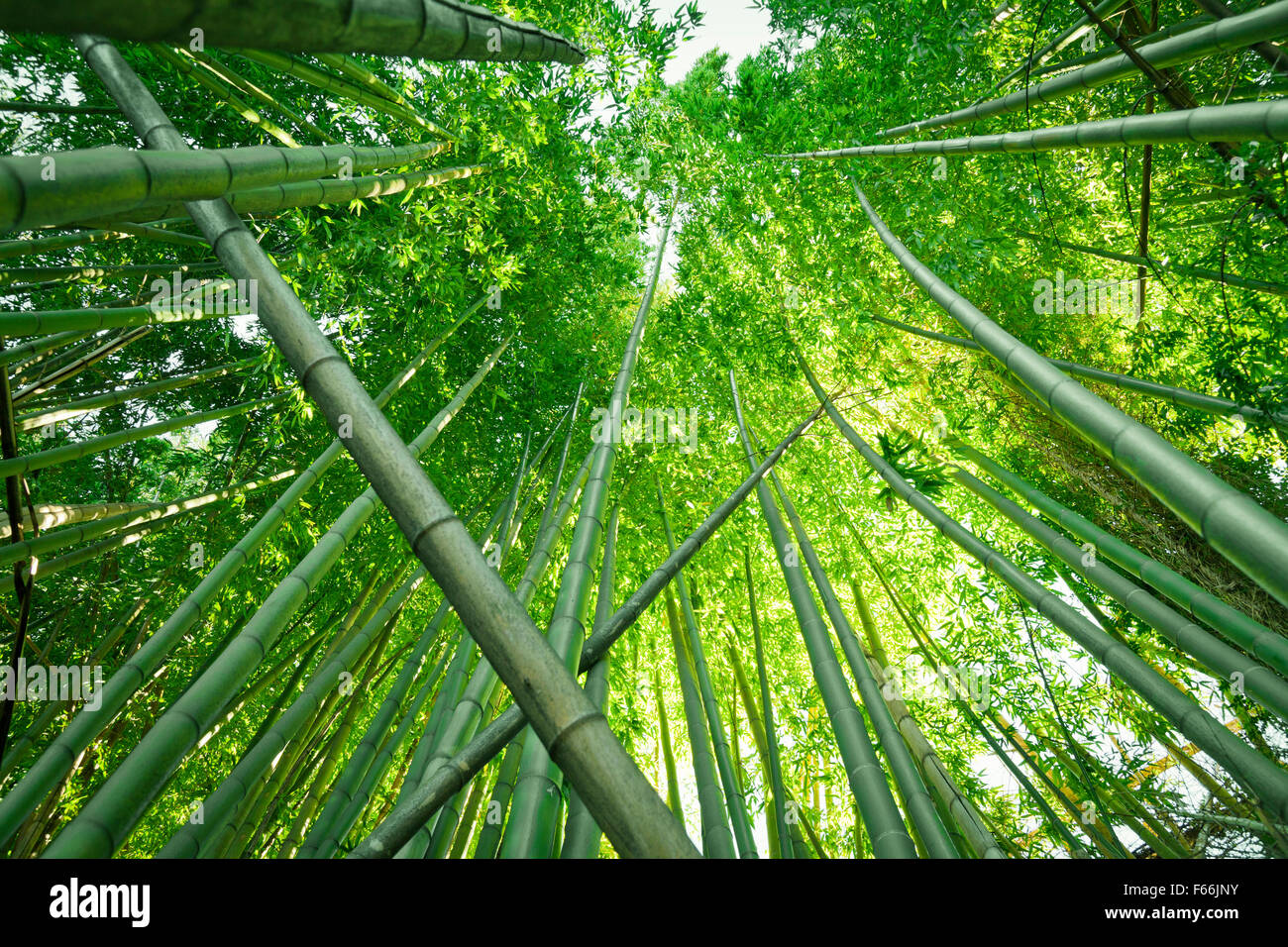 Lush green bamboo nature background Stock Photo - Alamy