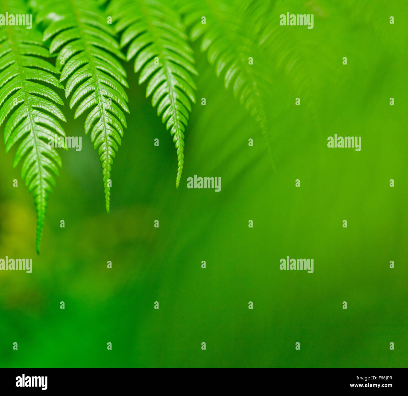Fresh green New Zealand fern backgrounds Stock Photo - Alamy
