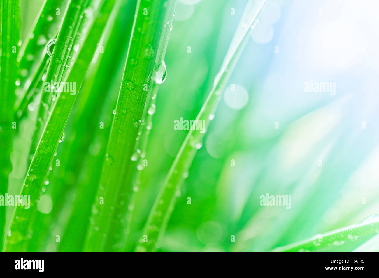 Lush green spring grass background Stock Photo - Alamy
