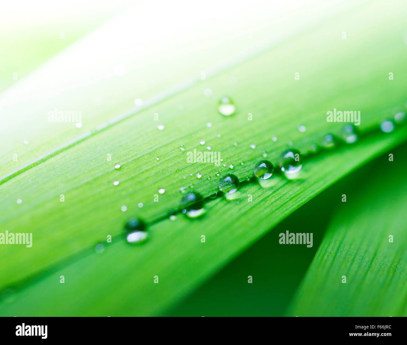 Lush background hi-res stock photography and images - Alamy