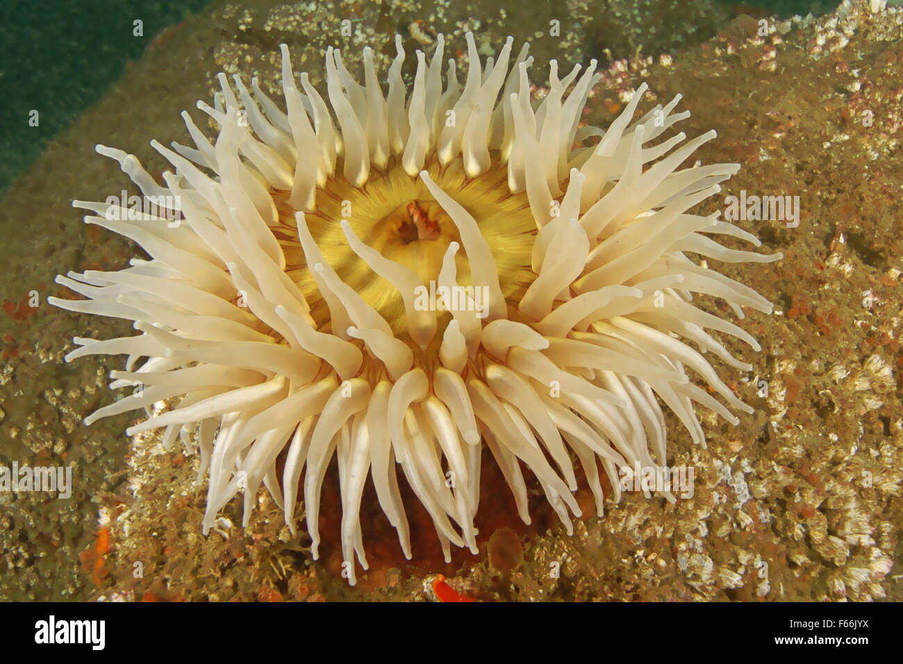Sea anemone underwater California Pacific Ocean island kelp forest ...