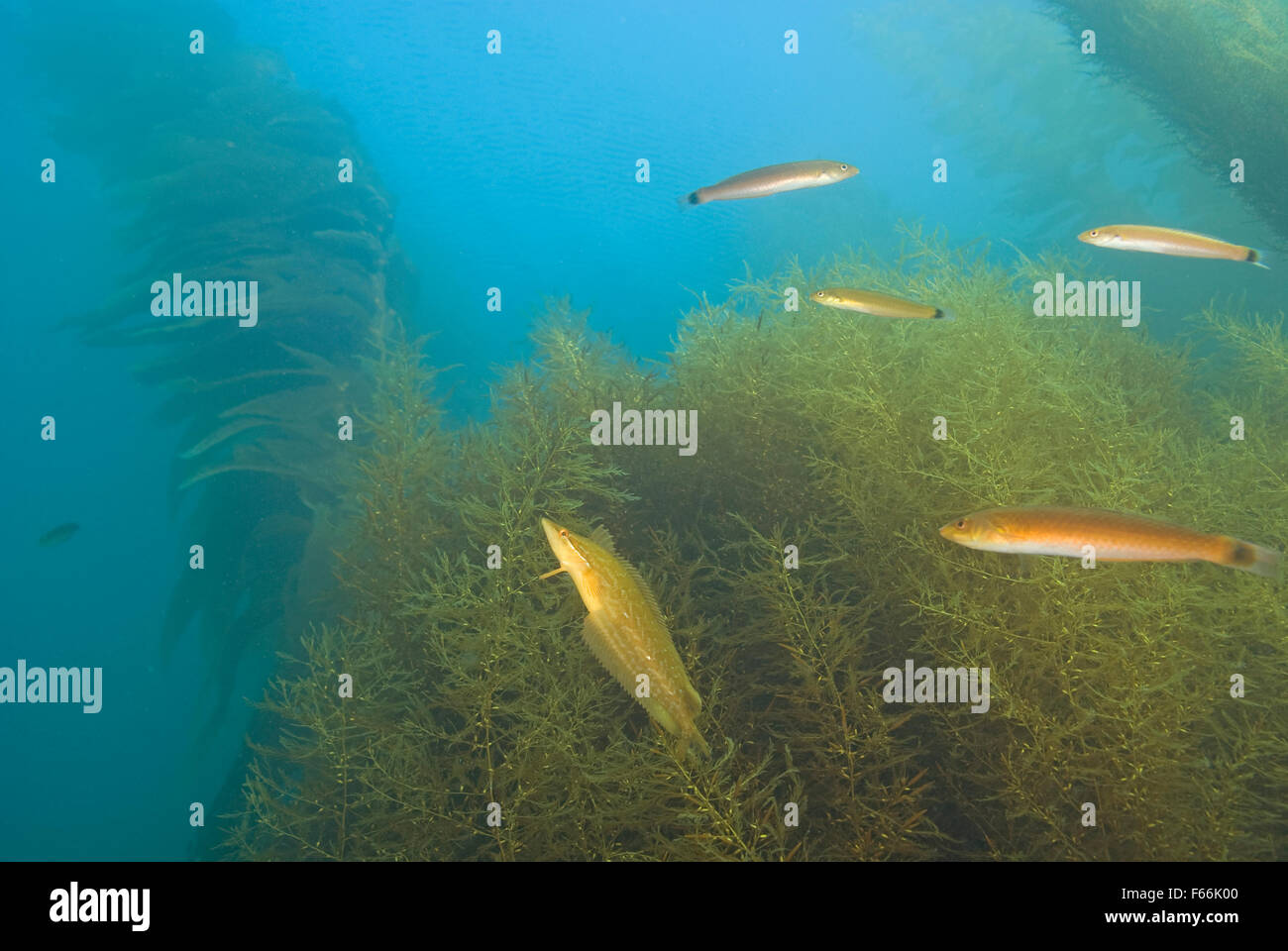 Fish and seaweed underwater California Pacific Ocean island kelp forest ...