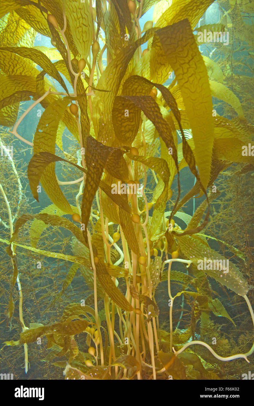 Pacific Ocean Sea Weed