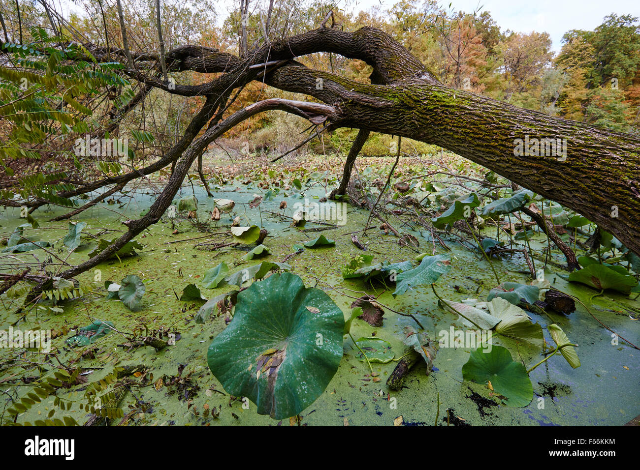 Fell into the mud hi-res stock photography and images - Alamy