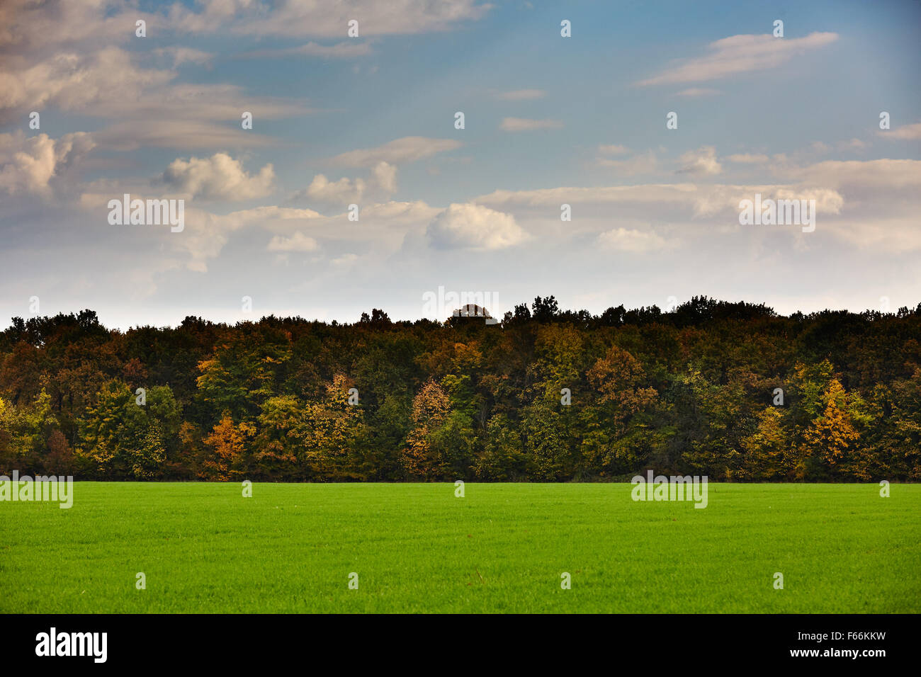 Autumnal landscape with green grass field and colorful forest Stock ...