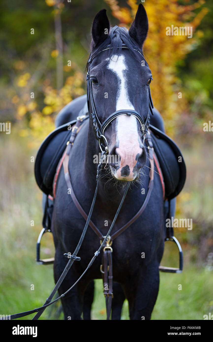 Closeup of a beautiful black horse with saddle standing in the forest ...