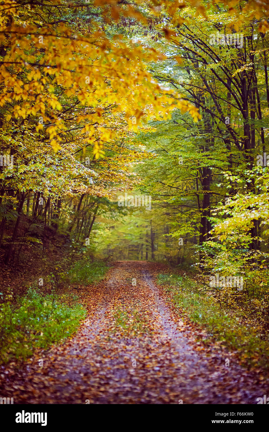 A forest road covered with leaves, autumnal scene Stock Photo - Alamy