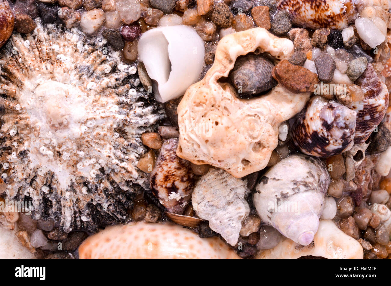 Background of sea shells Stock Photo - Alamy