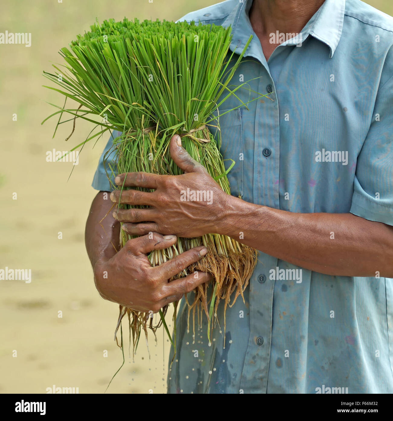 Farmer with rice in his hands hi-res stock photography and images - Alamy