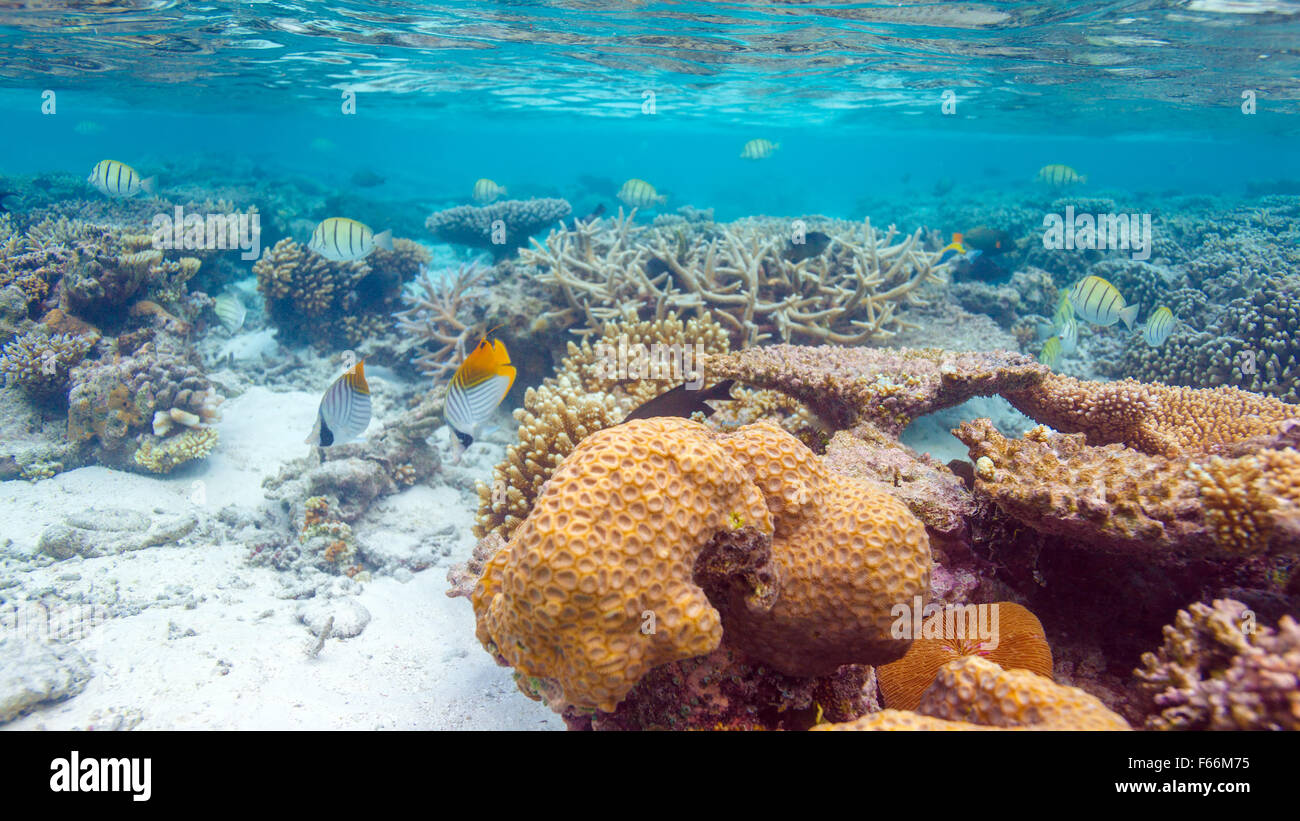 Shallow Water Coral Reef, Maldives Stock Photo - Alamy