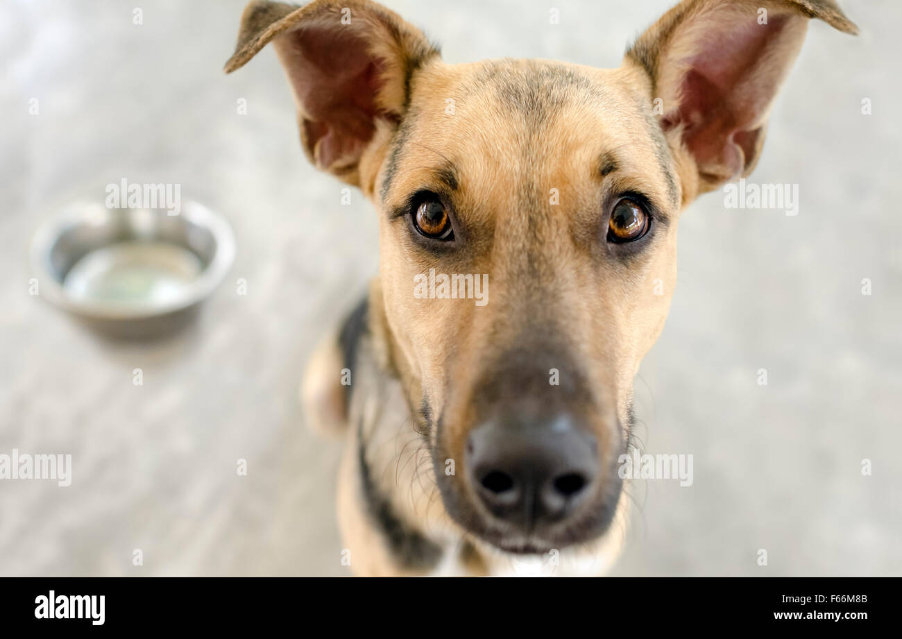 Dog Bowl is a dog staring right at you eagerly awaiting his food Stock ...
