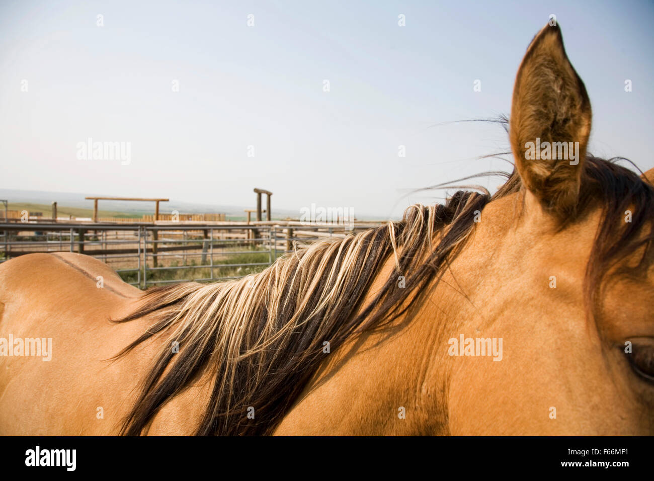 side view of horse Stock Photo - Alamy