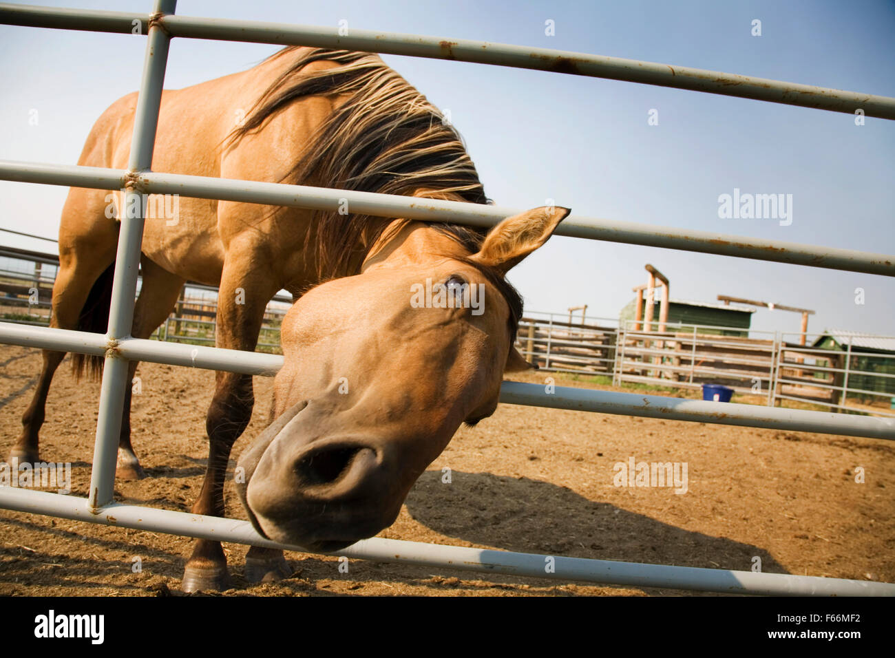 horse with head through fence Stock Photo - Alamy