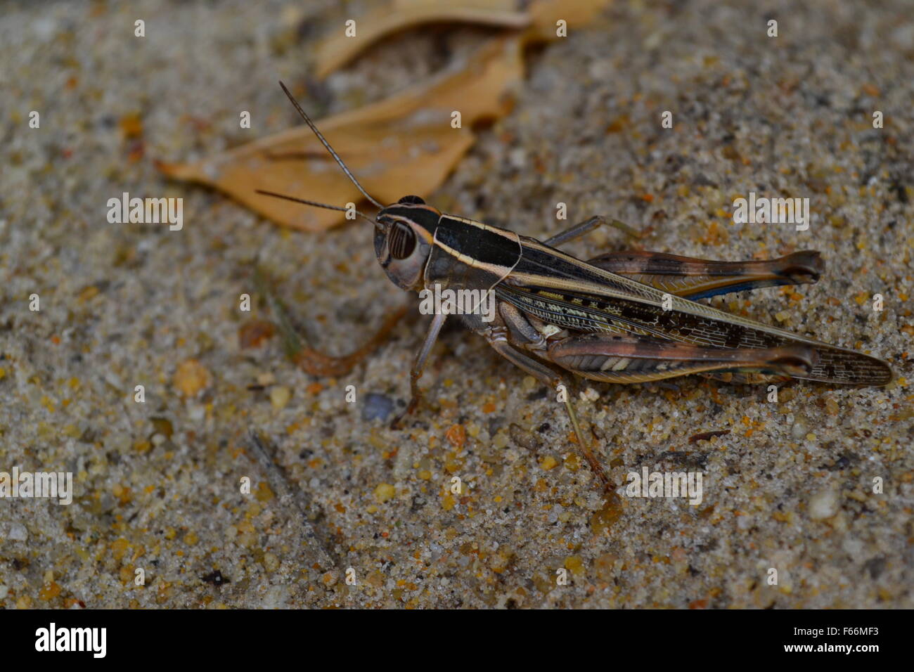 Sensillae hi-res stock photography and images - Alamy