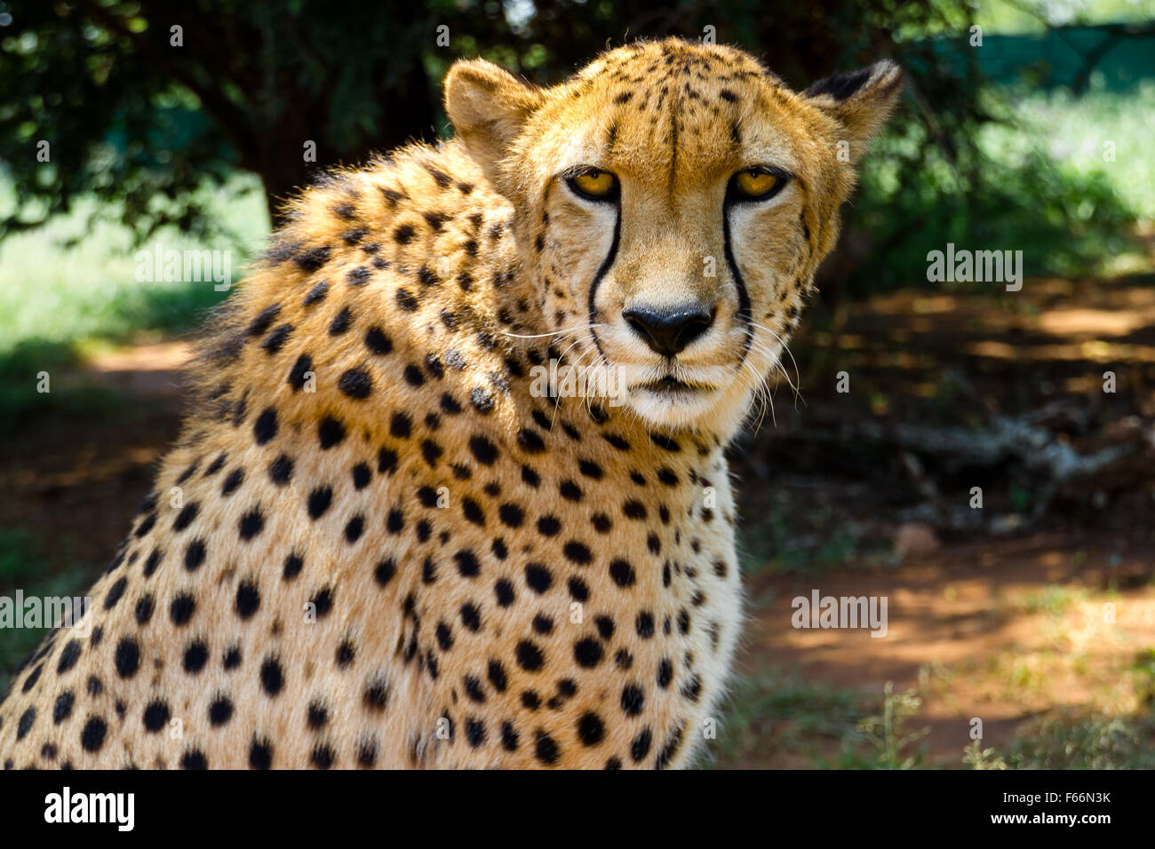 Cheetah Animal Face