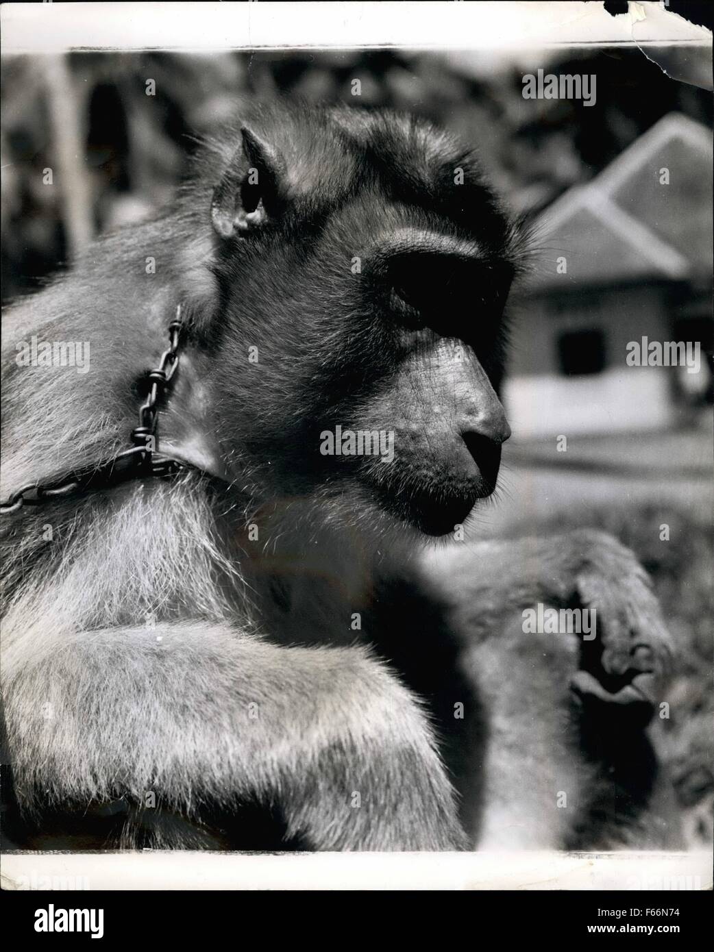 1962 - Madame Monkey Works For Her Living In Sumatra: As A Coconut ...