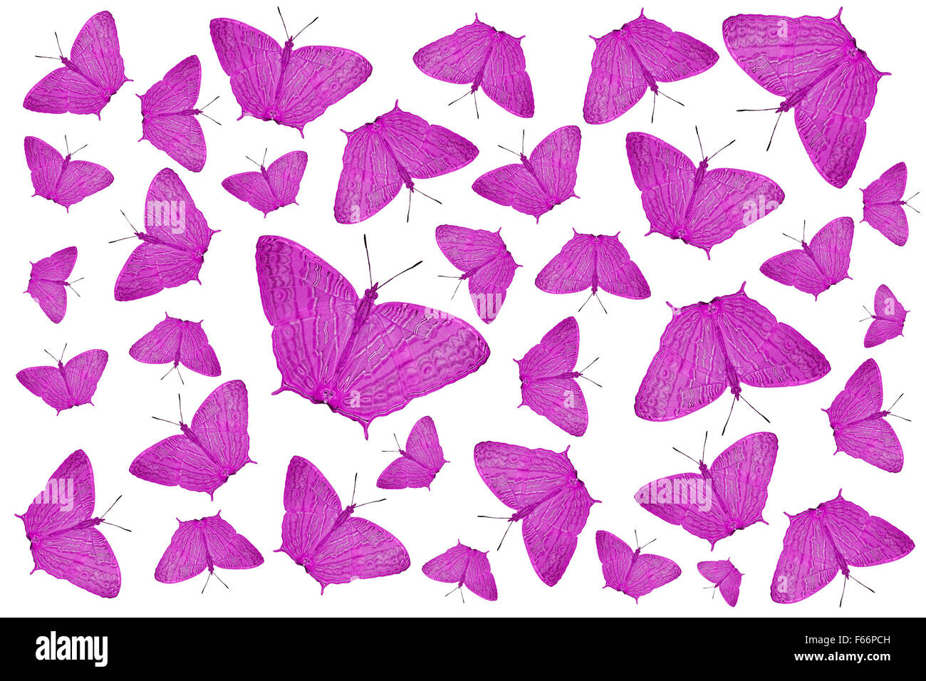 Real Purple Butterflies In Nature