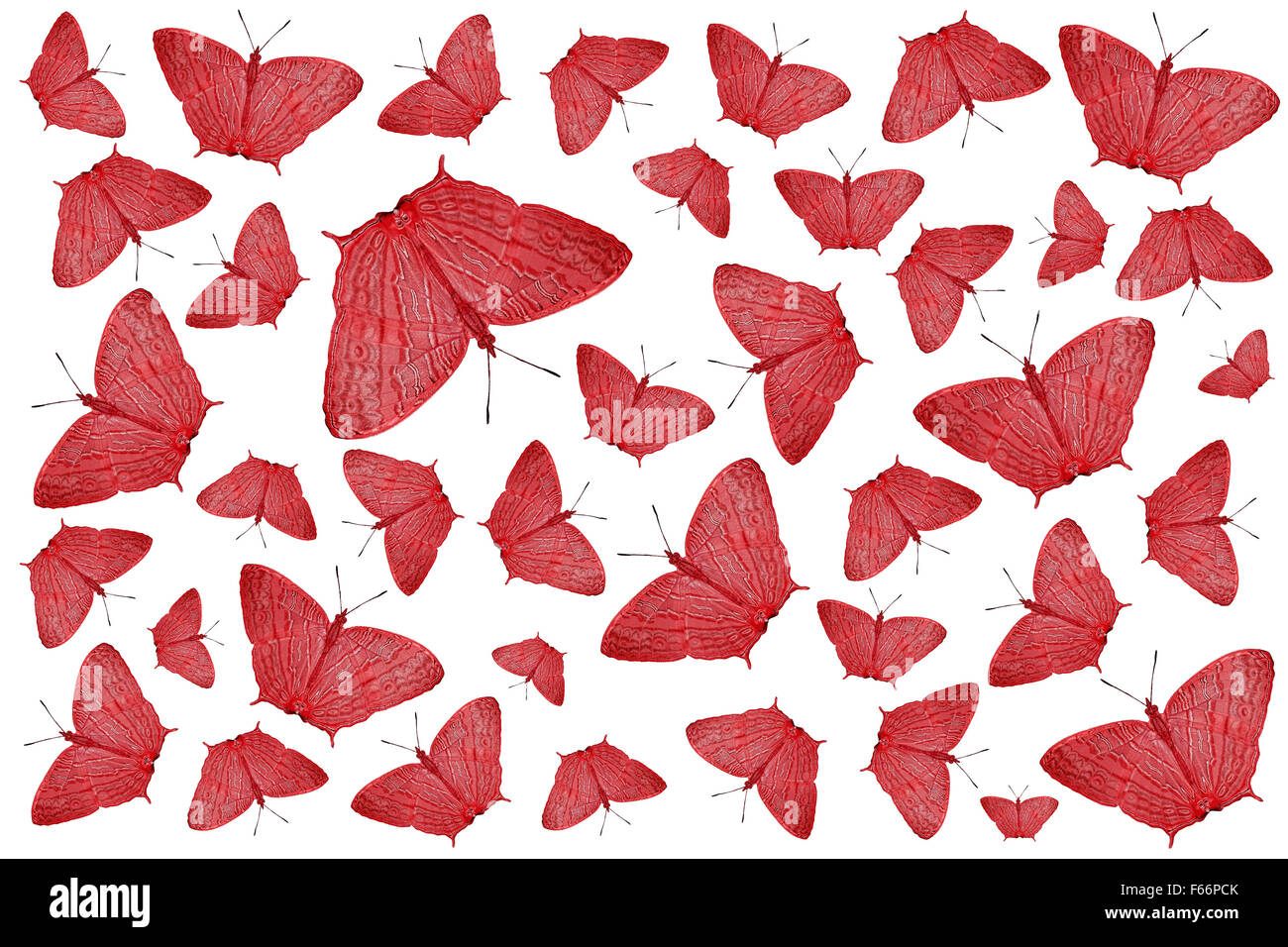 exotic red color butterfly as nature background Stock Photo - Alamy