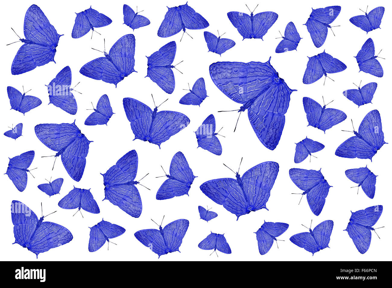 exotic blue color butterfly as nature background Stock Photo - Alamy