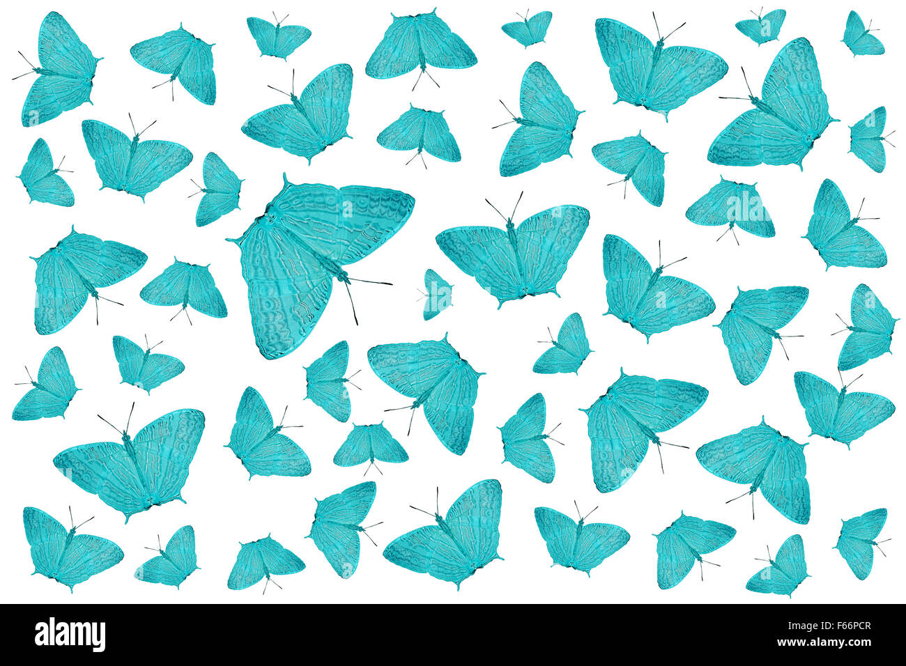exotic light blue color butterfly as nature background Stock Photo - Alamy