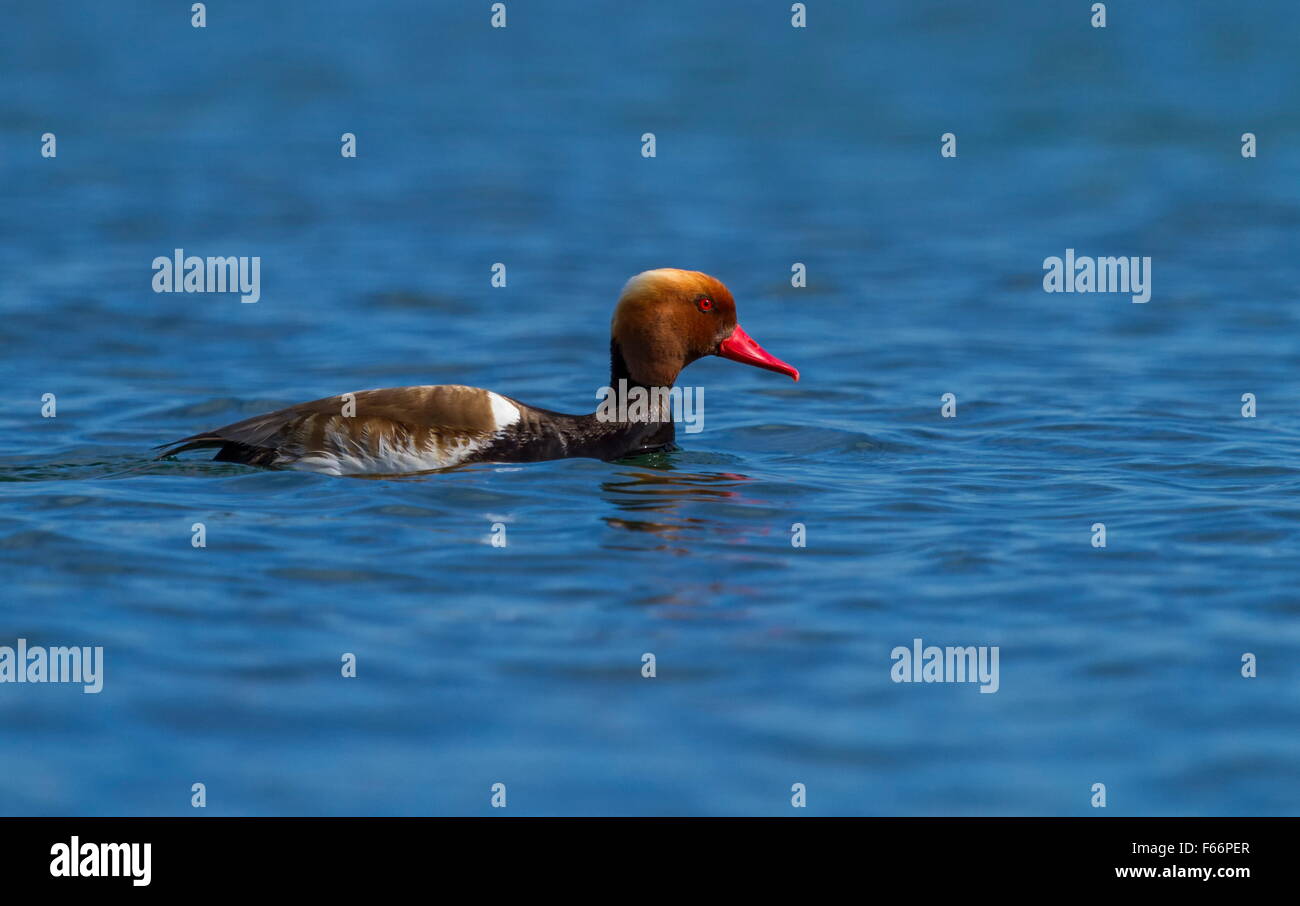 Male crested duck hi-res stock photography and images - Alamy