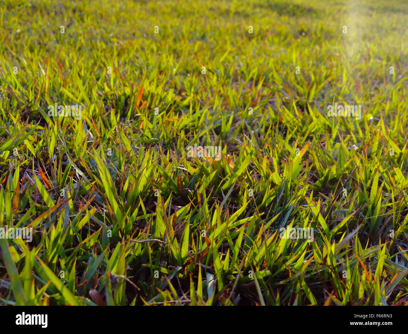 Grasses on Field Stock Photo - Alamy