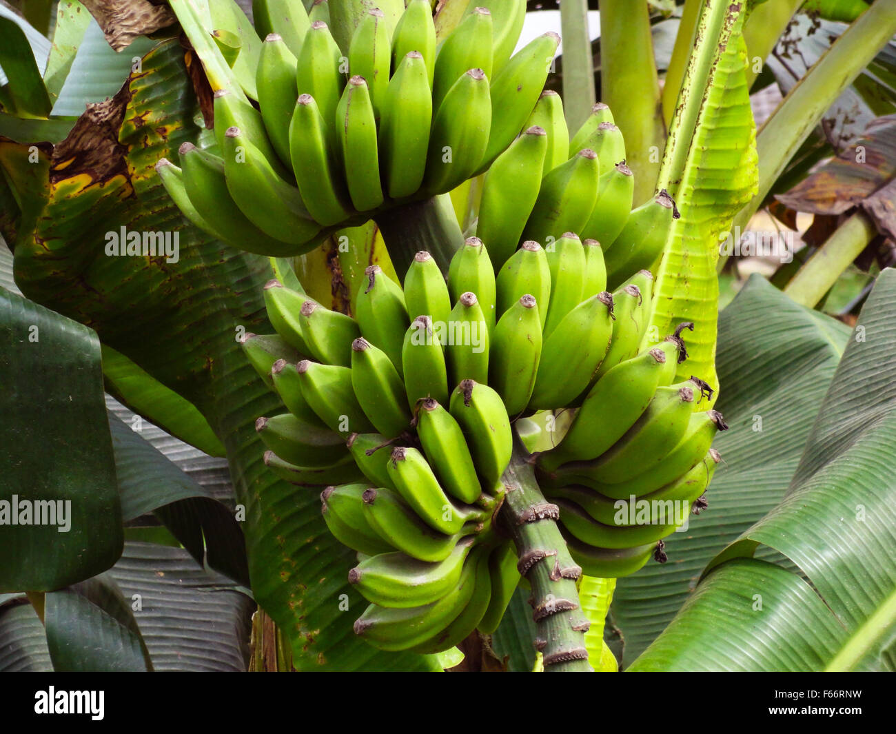 Mature banana tree hi-res stock photography and images - Alamy