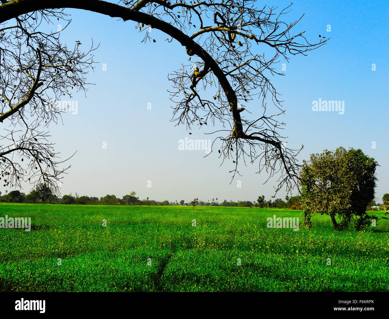Village landscape with green grass covered field Stock Photo - Alamy