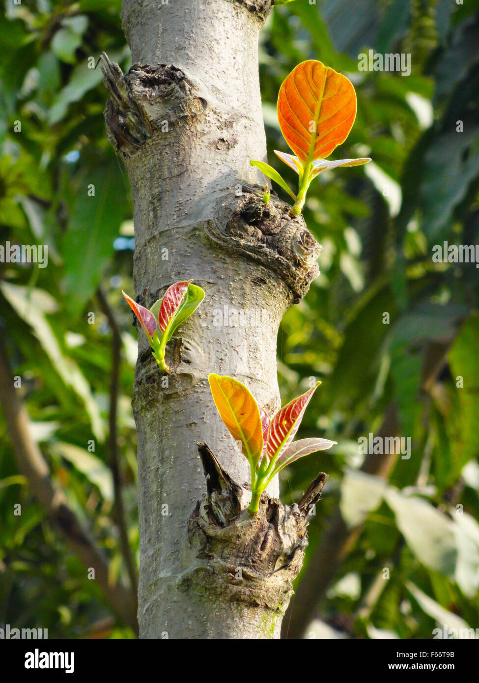 Close Up View of Fresh Leaf on the Branch of Tree Stock Photo - Alamy