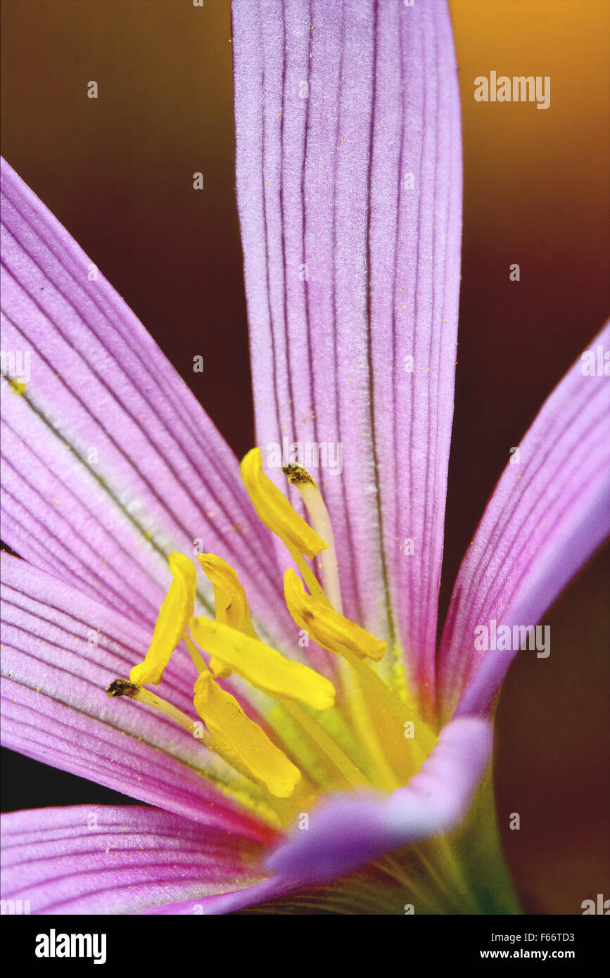 violet flower malva alcea moschata sylvestris lavatea arborea punctata ...