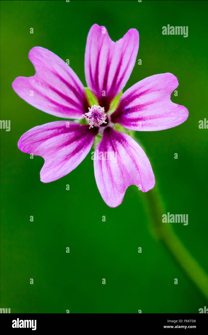 violet flower malva alcea moschata sylvestris lavatea arborea punctata ...