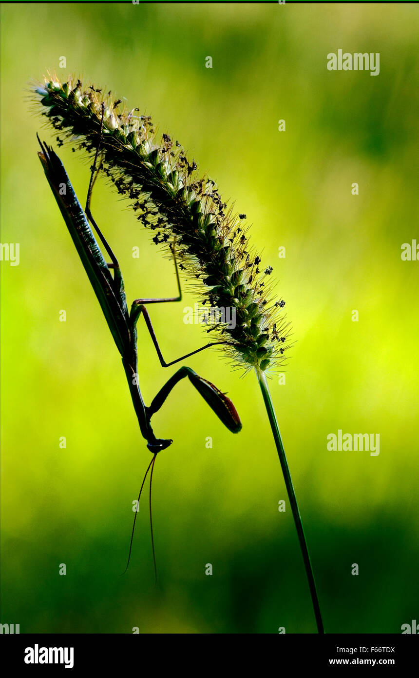 shadow mantodea close up of wild side of praying mantis on a green ...