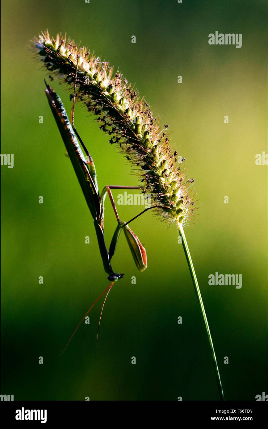 shadow mantodea close up of wild side of praying mantis on a green ...