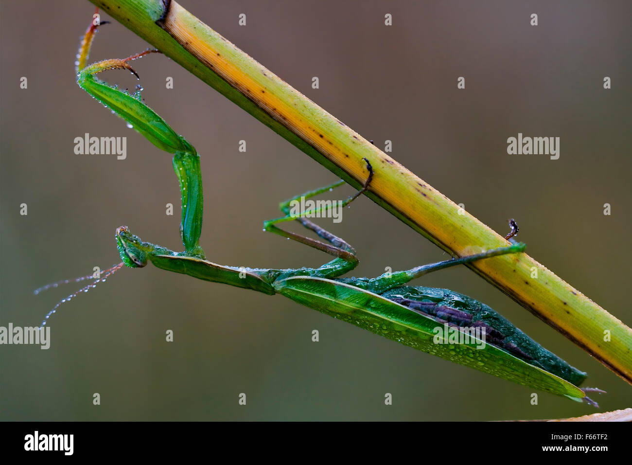 close up of wild side of praying mantis mantodea on a green brown ...