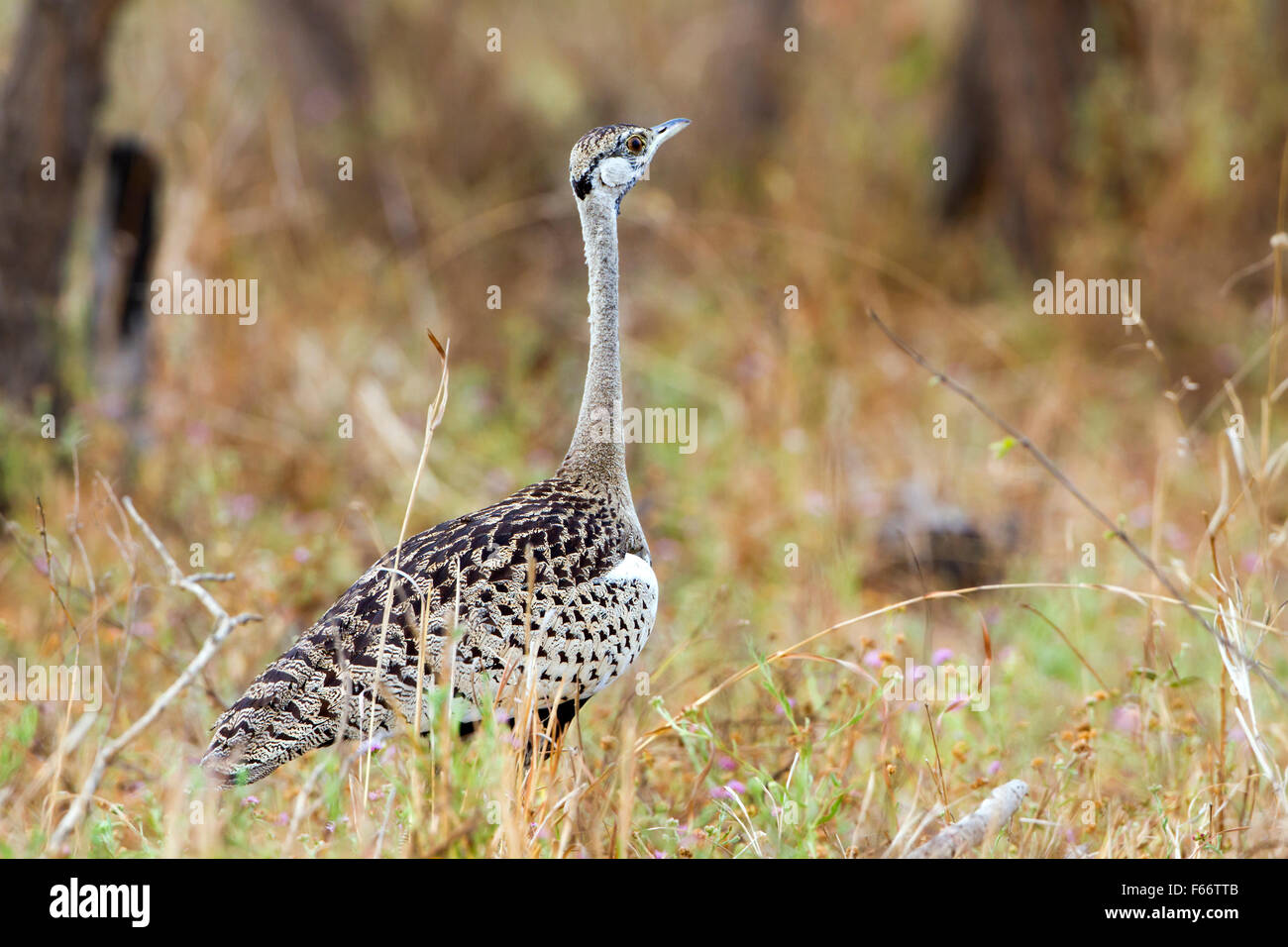 Black-bellied bustard Specie Lissotis melanogaster family of Otididae ...