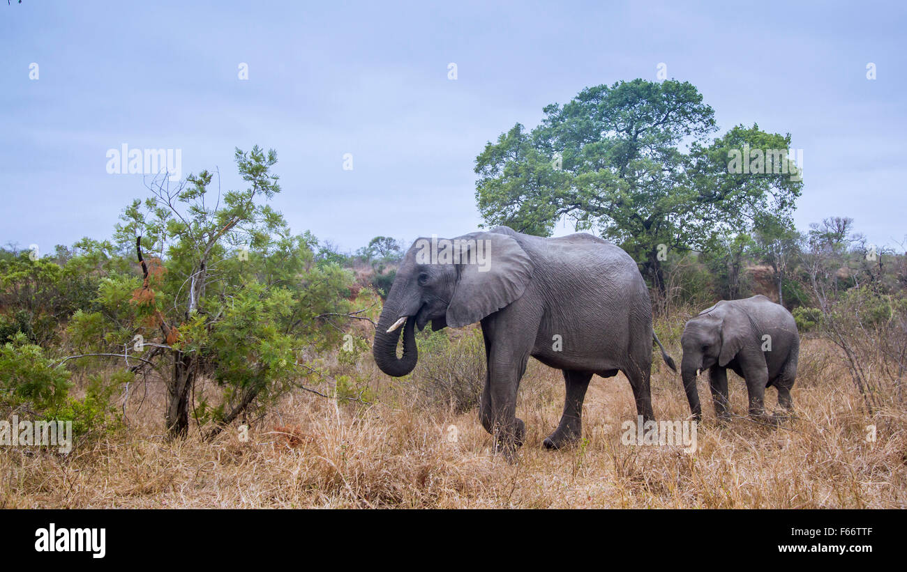 African bush elephant Specie Loxodonta africana family of Elephantidae ...