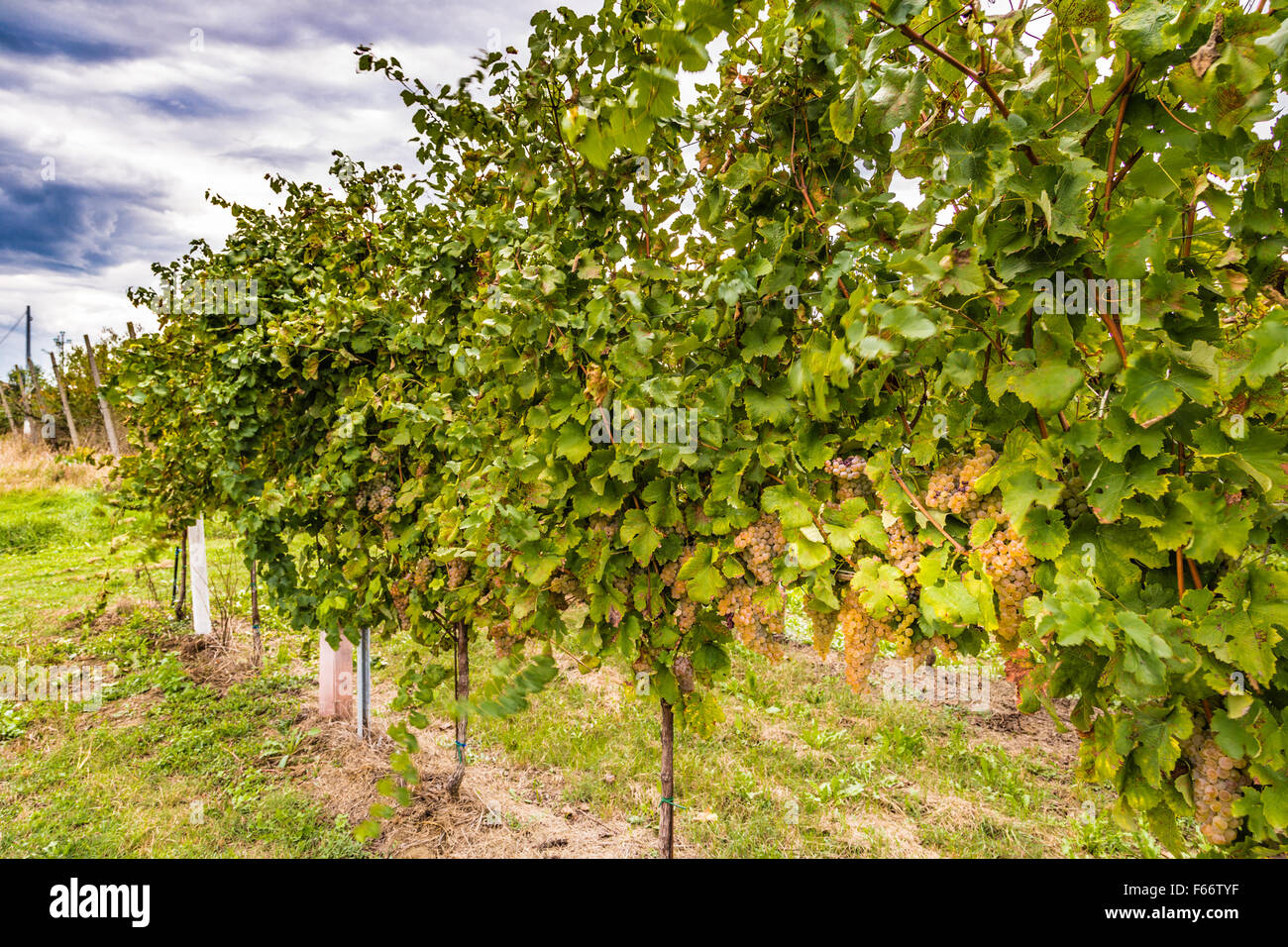 grapes of vines cultivated in regular rows before the harvest Stock ...