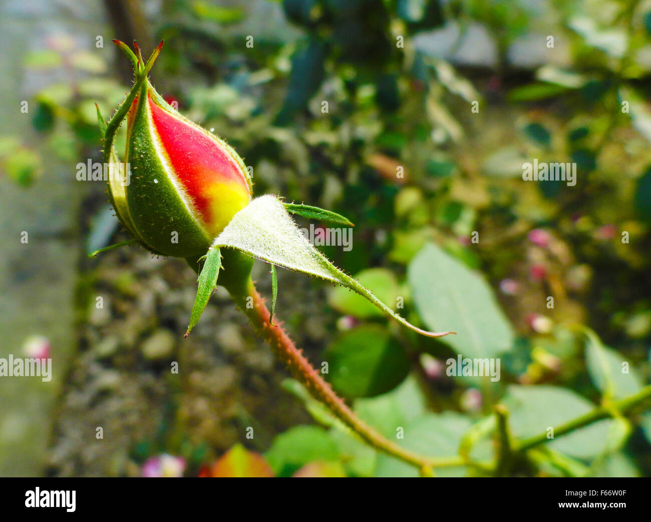 Red and Yellow Rose Bud Stock Photo - Alamy