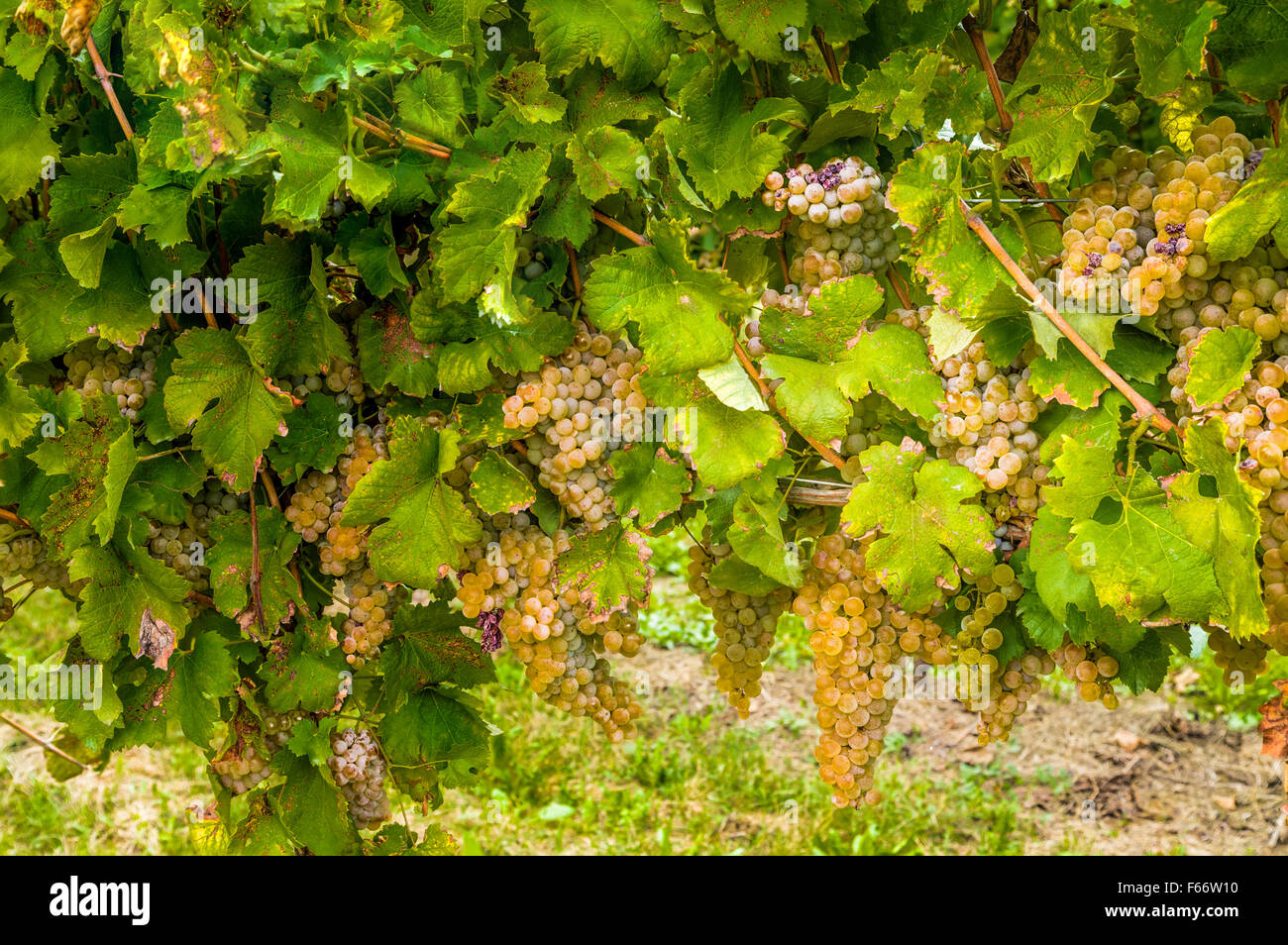 grapes of vines cultivated in regular rows before the harvest Stock ...