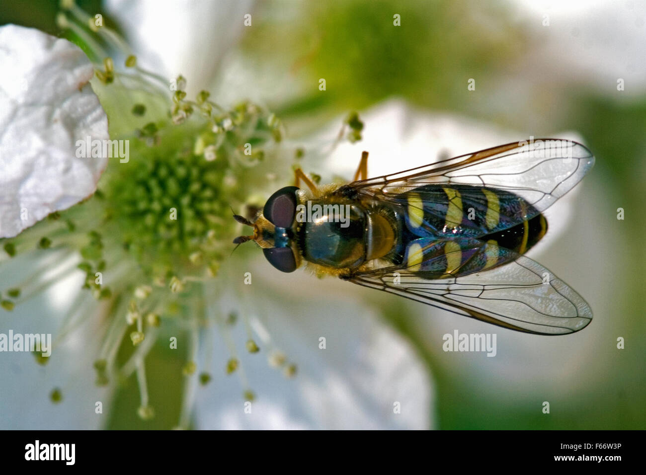 side of wild fly diptera syrphidae volucella zonaria syrphus ribesii ...