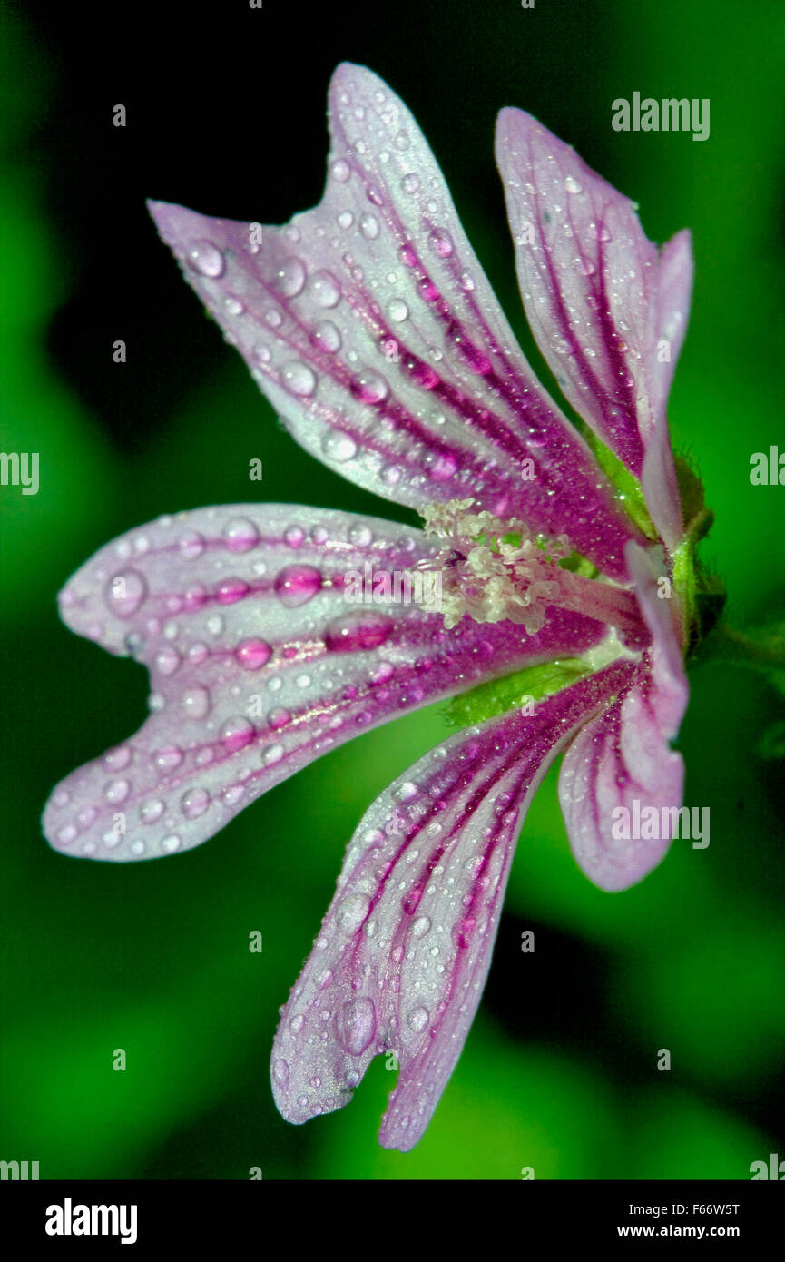 violet flower malva alcea moschata sylvestris lavatea arborea punctata ...