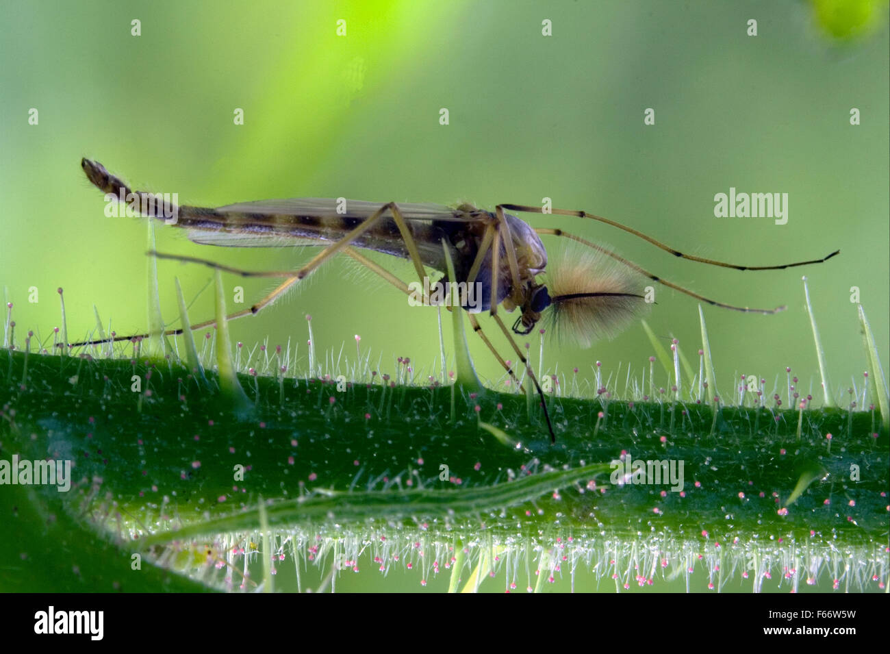 Chironomus riparius hi-res stock photography and images - Alamy