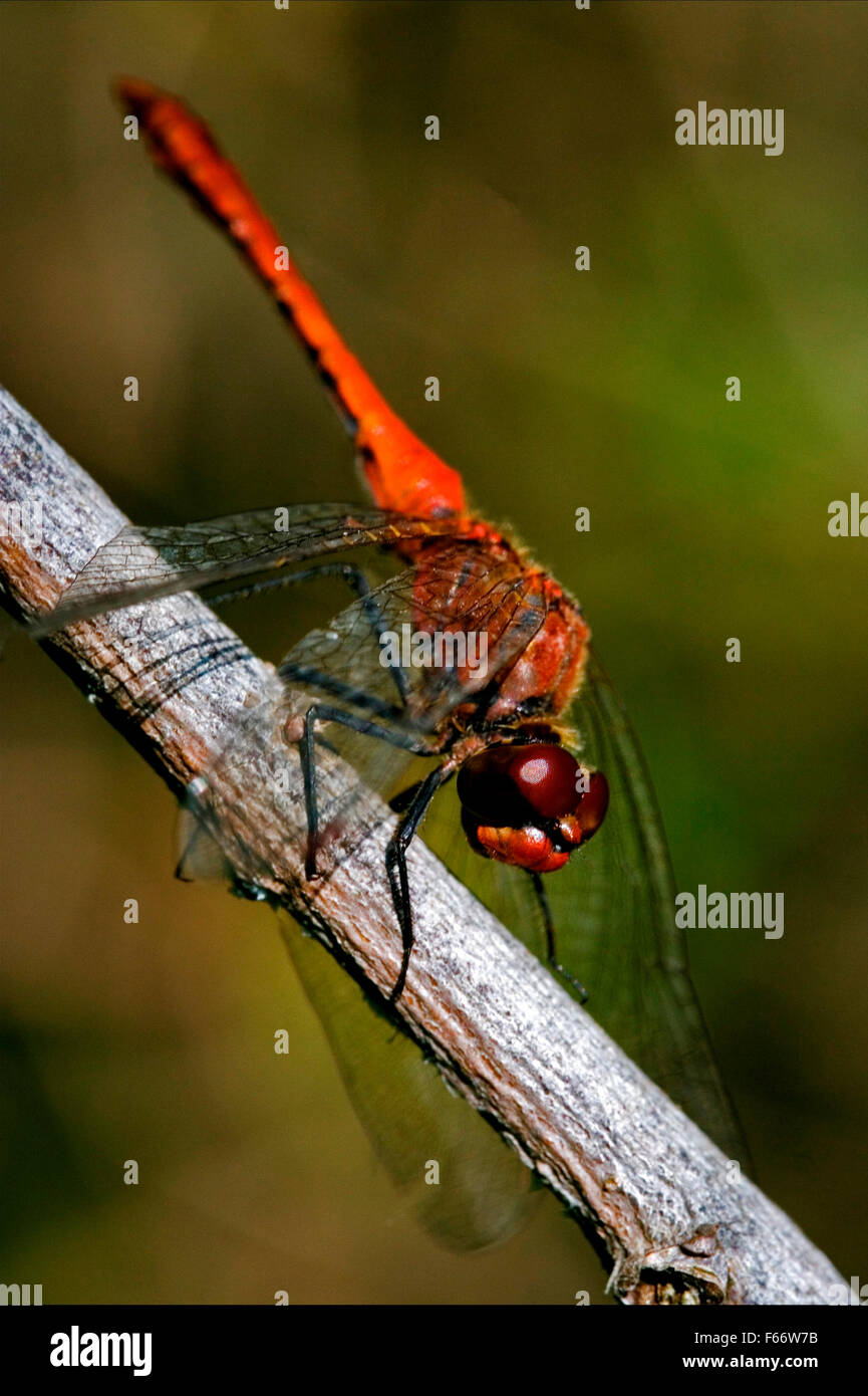 wild red dragonfly on a wood branch in the bush Stock Photo - Alamy