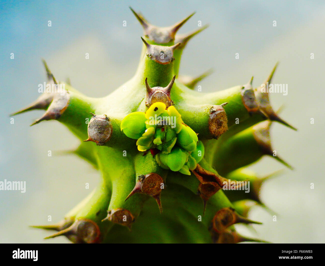 Cactus Plants Top View Stock Photo - Alamy